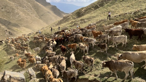 Les vaques que han passat l'estiu a Llessui tornen cap a casa